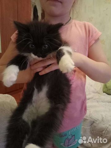 Котенок