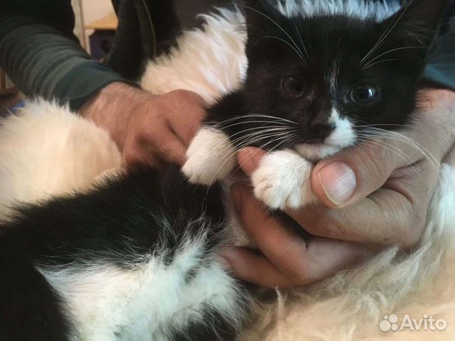 Котенок девочка