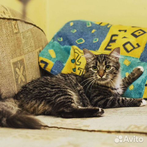 Харизматичная тигруля Масяня