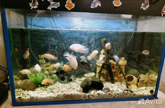 Аквариум 80 литров