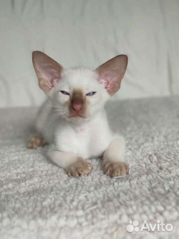 Мальчик Цинамон Пойнт