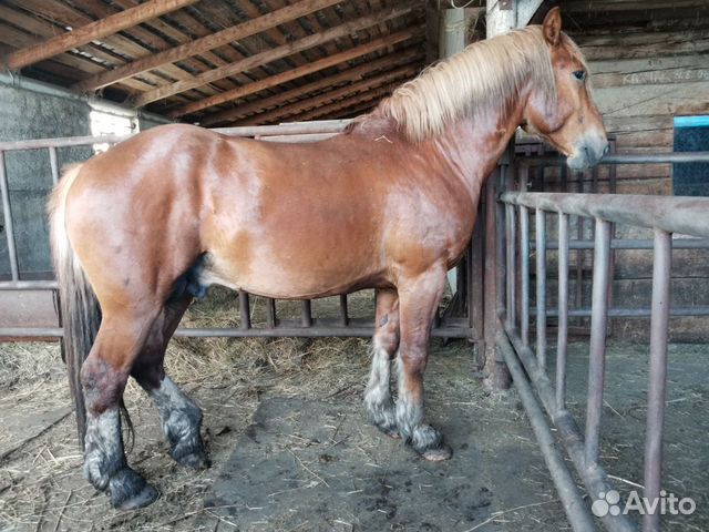 Тяжеловозный жеребец