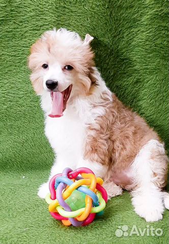 Катайская хохлатая супер детки