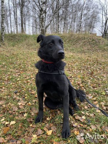 Ищет дом славный черныш