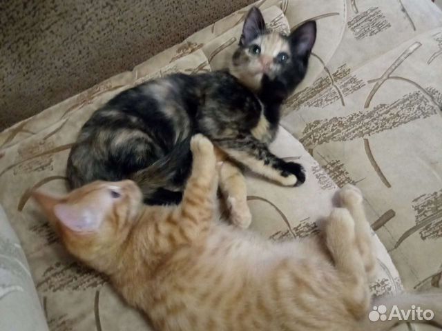 Кошка в дар бесплатно