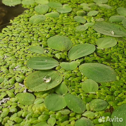 Ряска и пистия