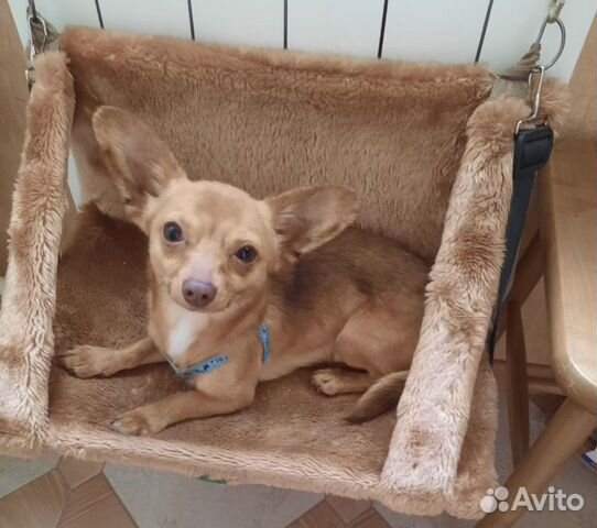 Собака чихуахуа Эльф 1,5 года в добрые руки