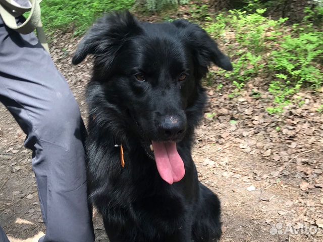 Метис прямошерстного ретривера, пес Чарли в дар