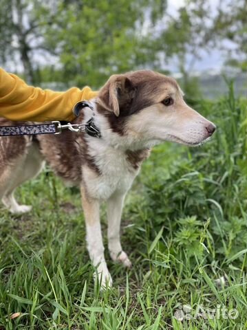 Шейла из приюта ищет дом