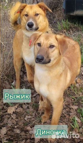 Рыжик и Дина ищут дом