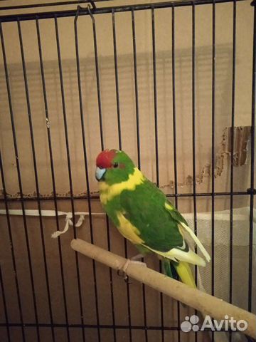 Попугай каркарики