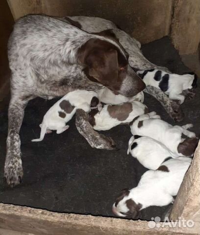 Щенки курцхаара