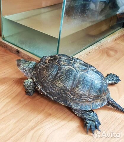 Черепаха болотная с аквариумом