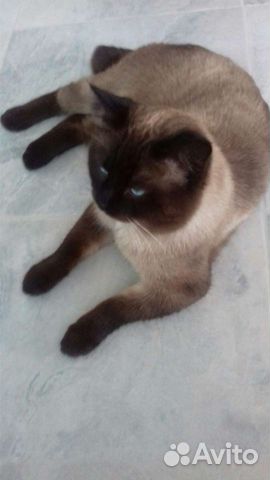 Кошки сиамская