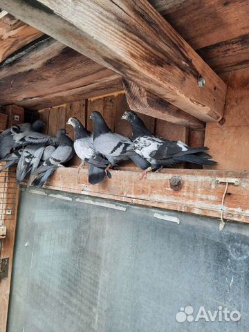 Свердловские высоколетные голуби (молодежь)