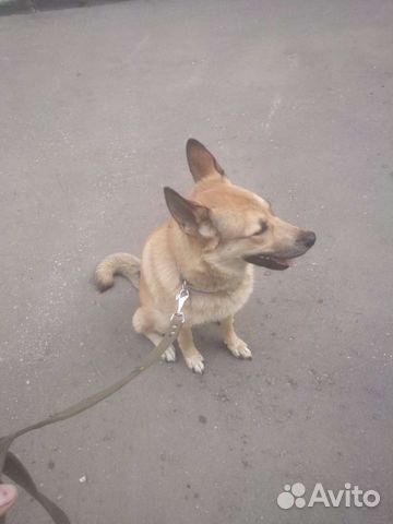 Собака в добрые руки отдам бесплатно