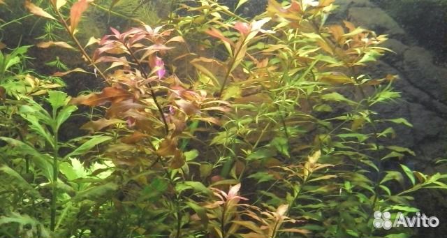 Аквариумное растение Людвигия