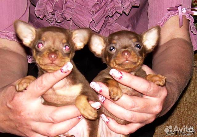 Той-терьера русского детки Берта и Байт г-ш