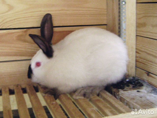 Настоящий калифорниец (в т.ч. обмен)