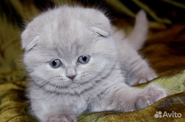 Плюшевая кошечка редкая красавица Бьонсе