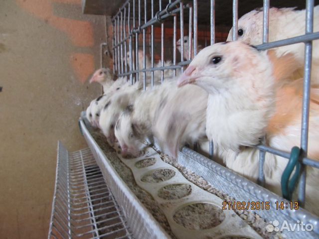 Клетка для перепелов