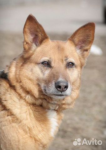 Скромная Муля мечтает о доме