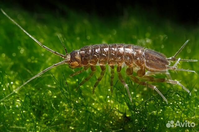 Водяные ослики (Asellus aquaticus) Креветки