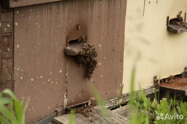 Продаю Пчелосемьи