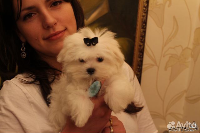 Мини Мальтийская болонка (мальтезе)