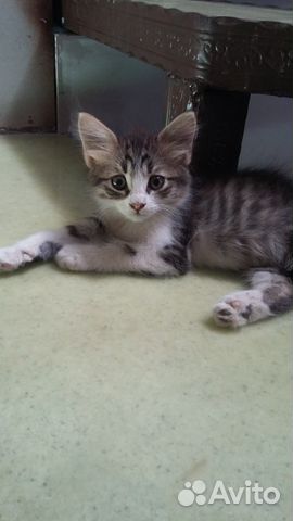 Отдам котят и дам денег на корм