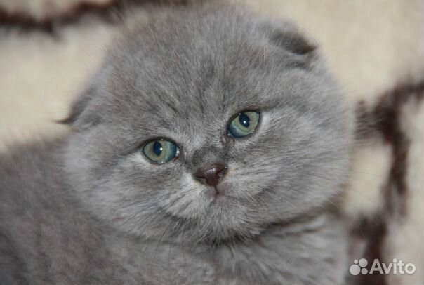 Котята вислоухие и прямоухие