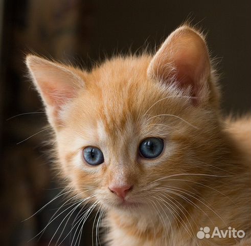 Отдам заботливым хозяевам очаровательных котят