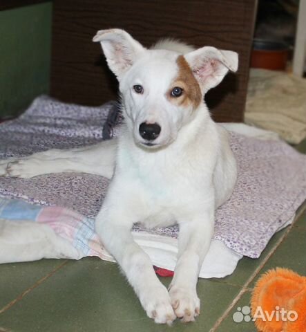 Очаровательная Белочка