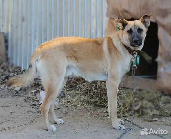 Крупный красавец Джон