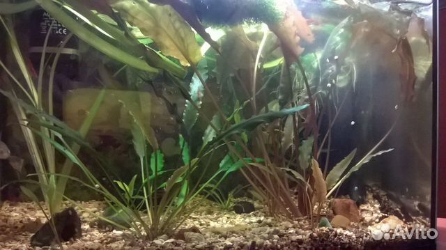 Растения аквариумные. Криптокорина