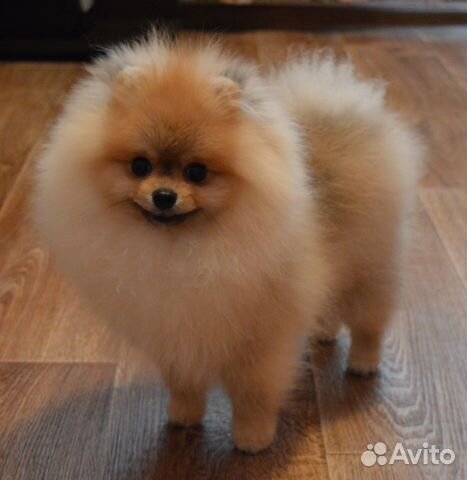 Шпиц лапуля