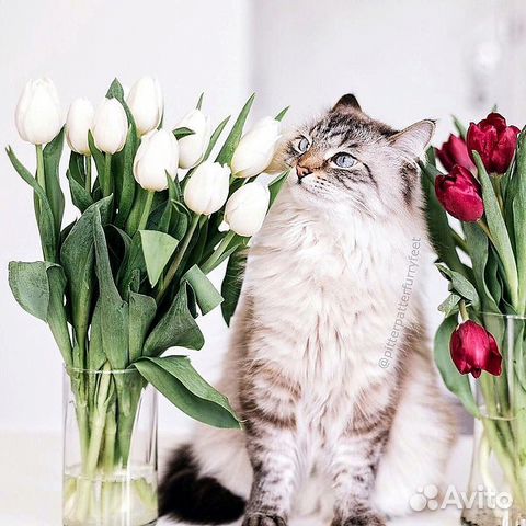 Молодой котик для вязки