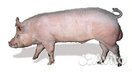 Чистопородные датские свиньи в Тверской области