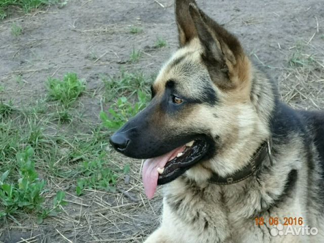 Кобель вео для вязки