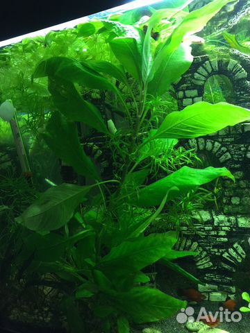 Набор из 13 растений в аквариум для запуска