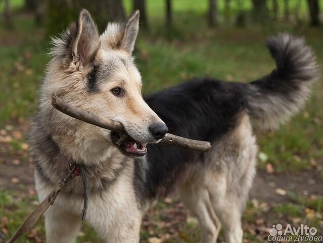 Рей 1.5 года ищет хозяев