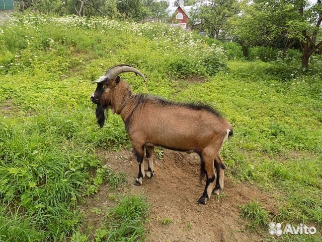 Козел покроет вашу козочку