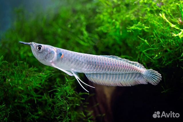 Арована серебрянная