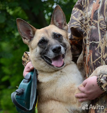 Шутик, весёлая, озорная собачка в добрые руки
