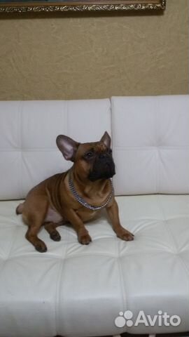 Галантный кавалер ищет девочку для вязки