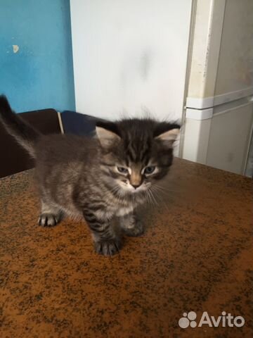 Отдам в добрые руки