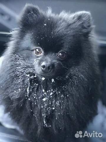 Немецкий малый шпиц, вязка