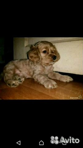 Щенки английского кокер спаниеля