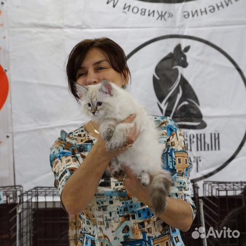 Красивые котята