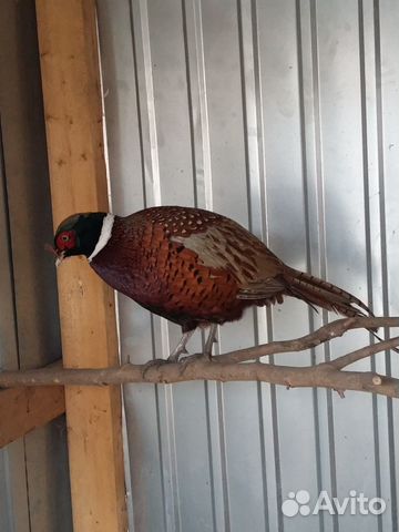 Фазан охотничий